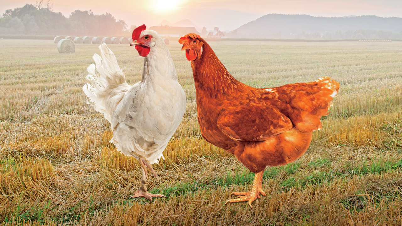 Poultry - Special_Nutrients