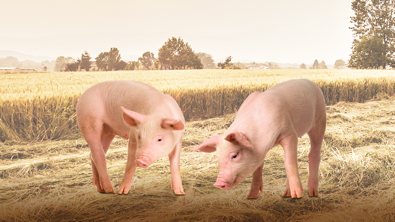 Swine - Special_Nutrients